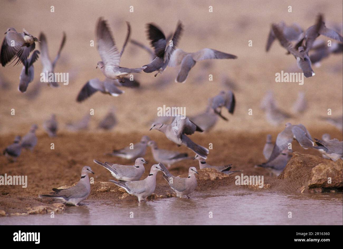 Kalahari Desert Birds