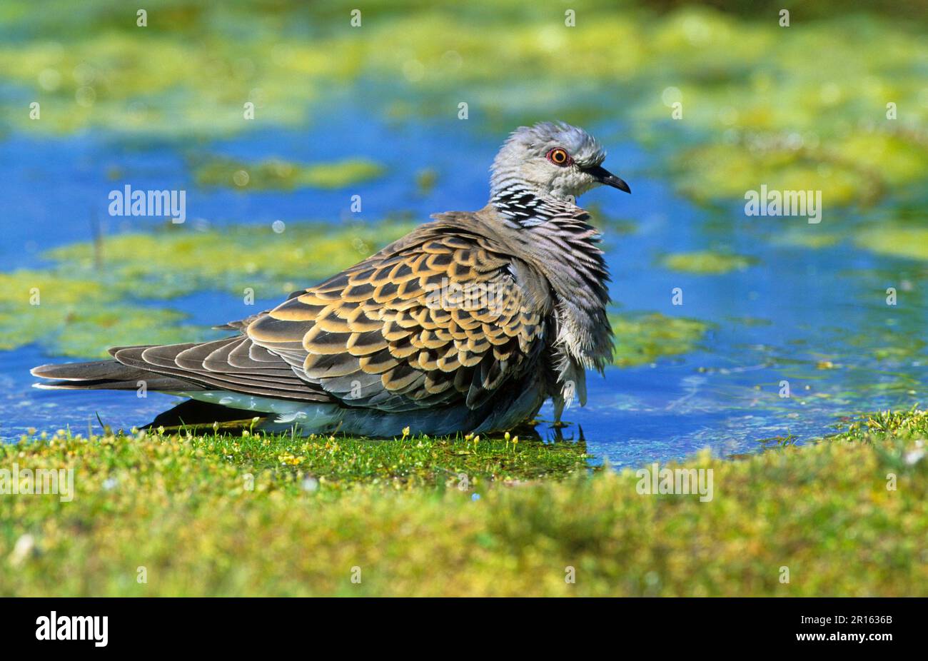 Turtle Dove, turtle doves (Streptopelia turtur), Pigeons, Animals ...