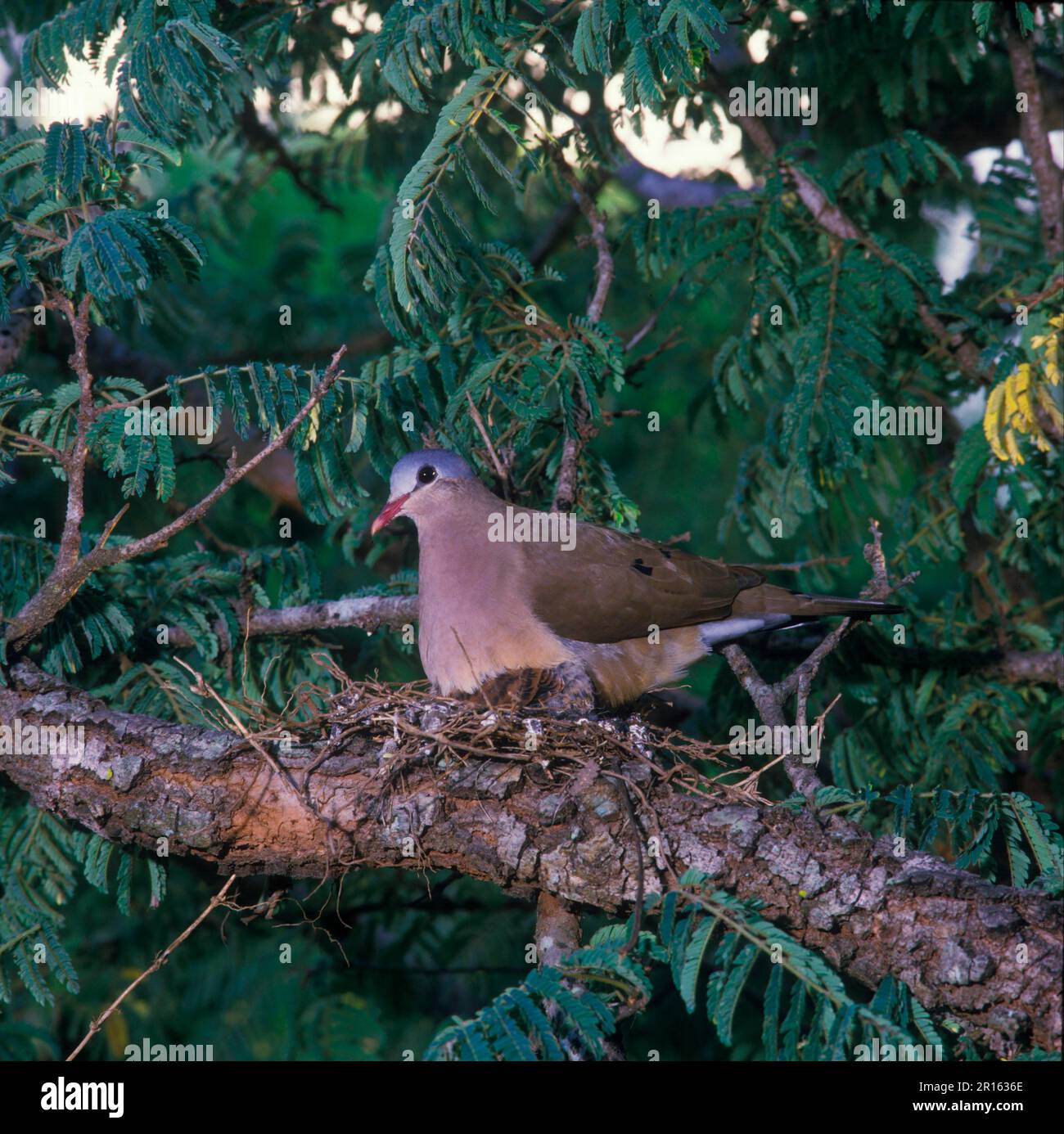 Steel-spotted Dove, Doves, Animals, Birds, Blue-spotted Wood Dove ...