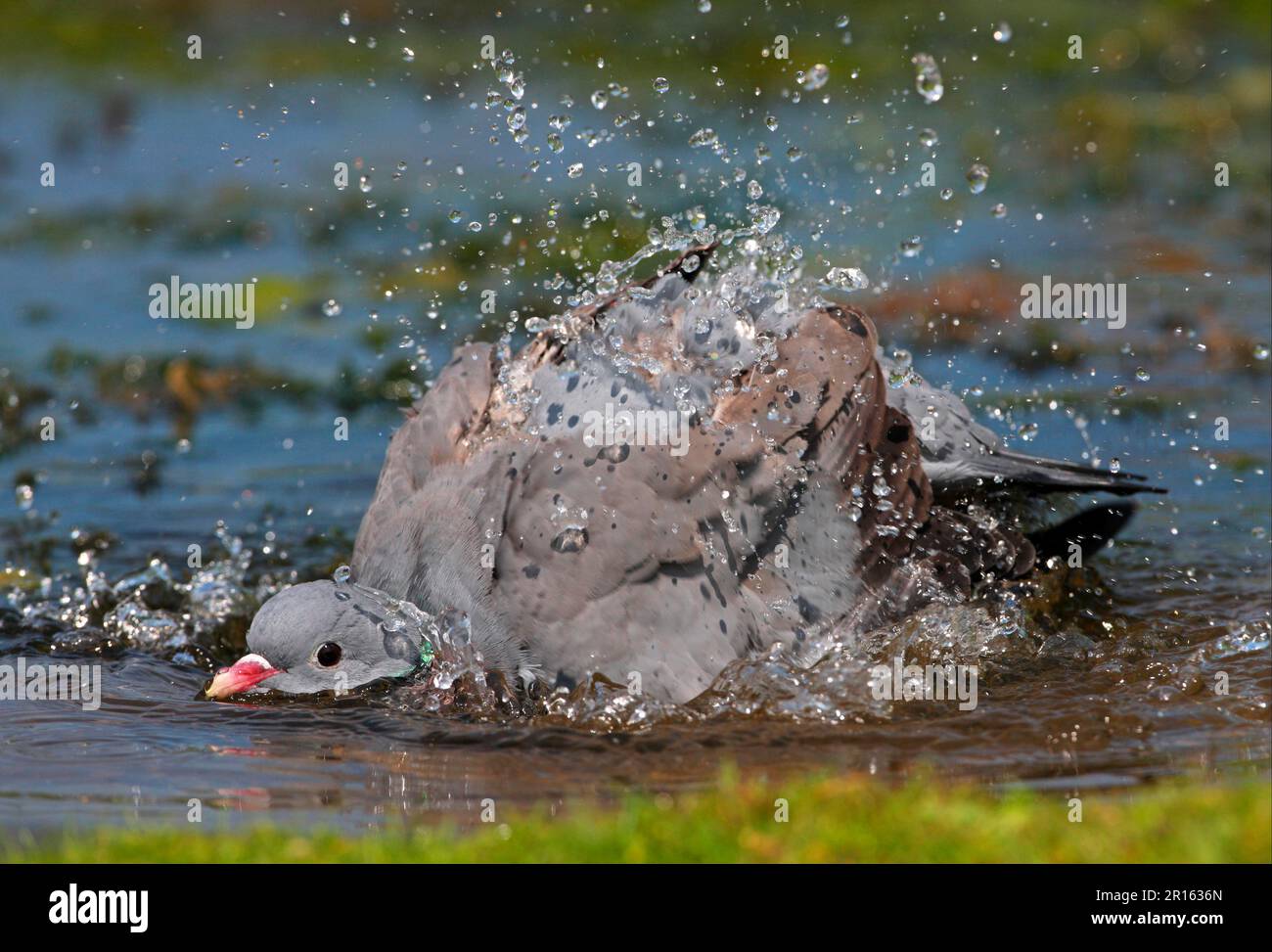 Stock Dove, stock doves (Columba oenas), Pigeons, Animals, Birds, Stock ...