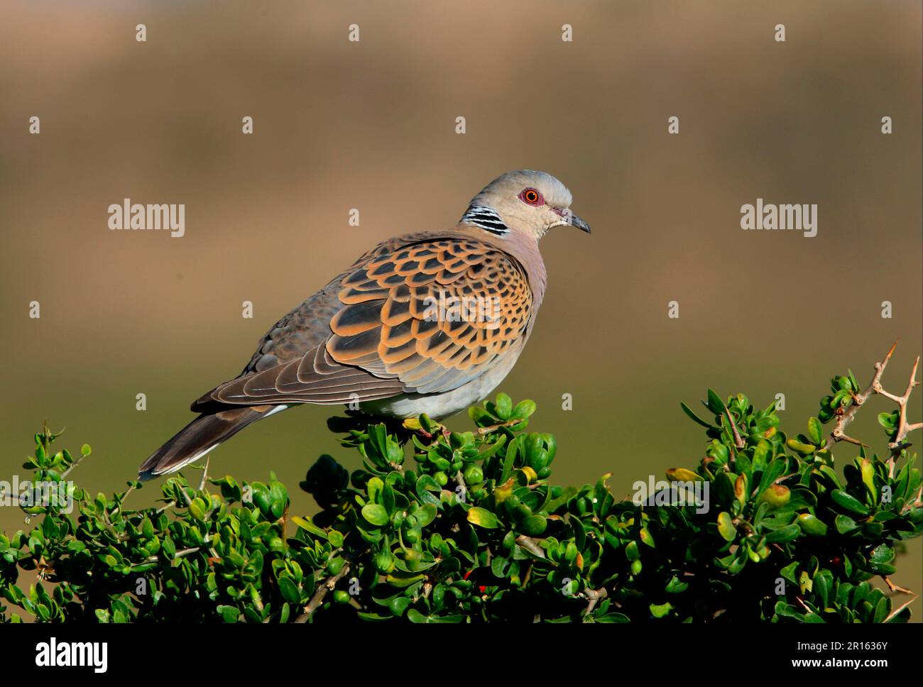 Turtle dove, turtle doves (Streptopelia turtur), doves, animals, birds ...