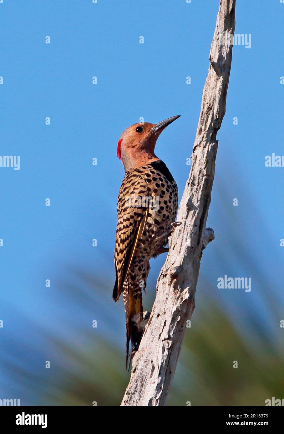 Northern cuban flicker hi-res stock photography and images - Alamy