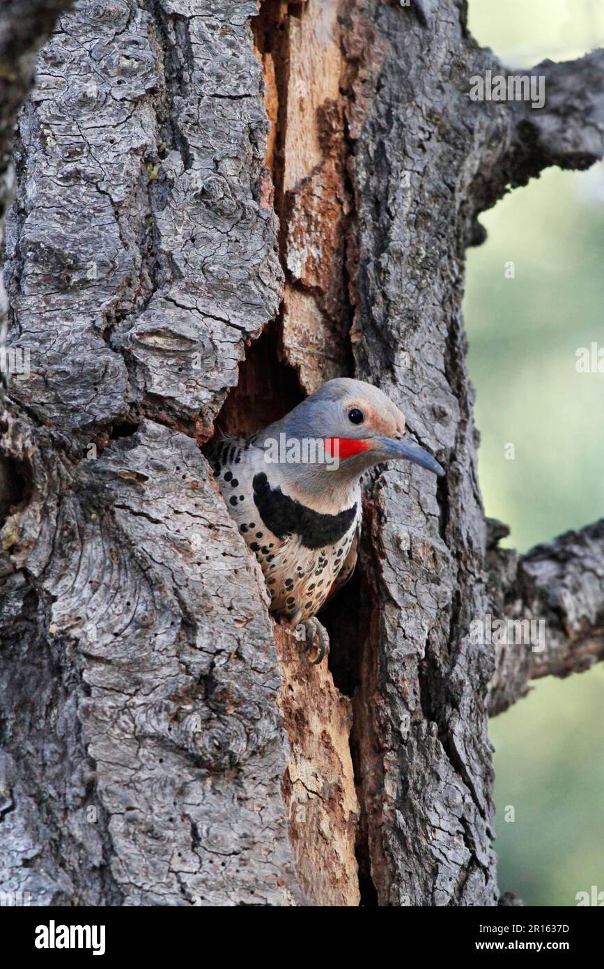 Northern Flicker (Colaptes auratus) adult male, at nesthole in dead ...