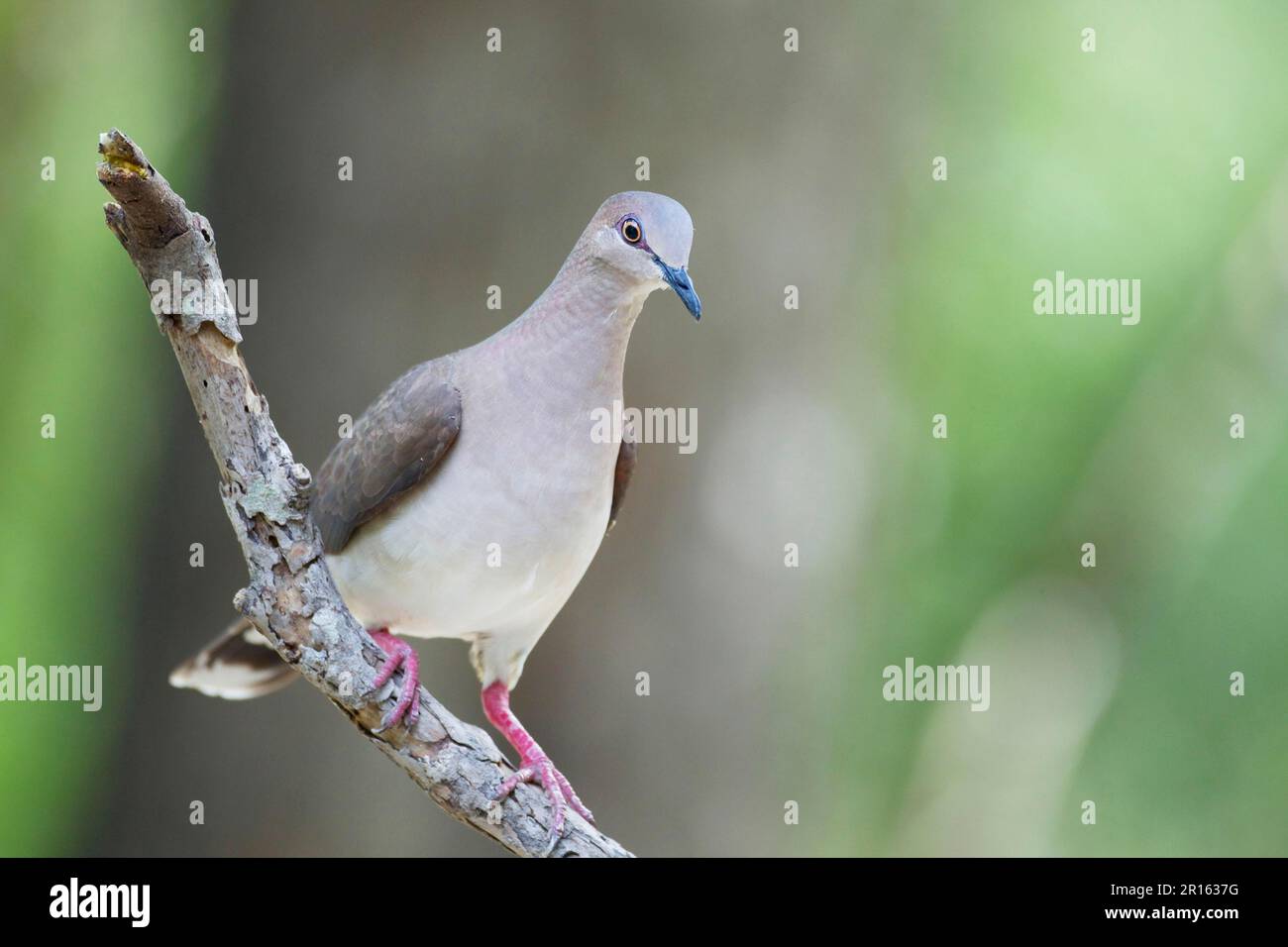 Blue-fronted Dove, Blue-fronted Pigeons, white-tipped dove (Leptotila ...