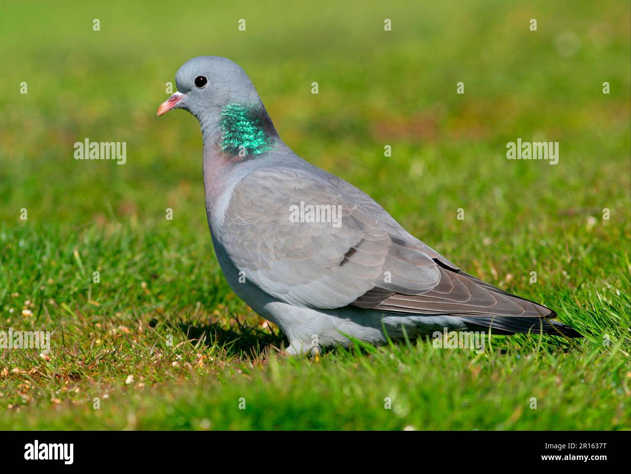 Stock Dove, stock doves (Columba oenas), Pigeons, Animals, Birds, Stock ...