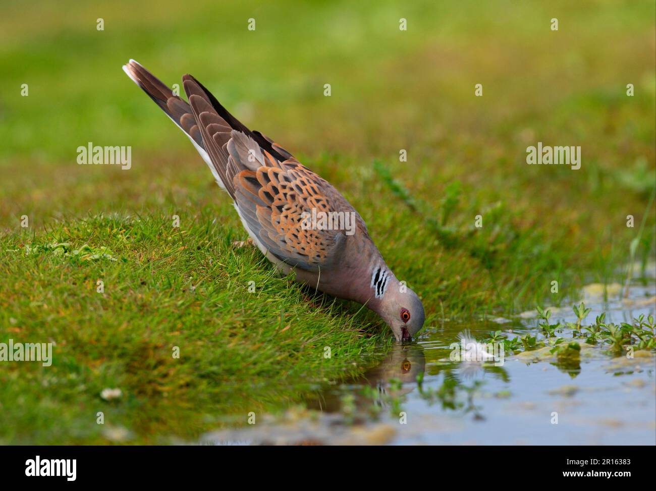 Turtle dove british hi-res stock photography and images - Alamy