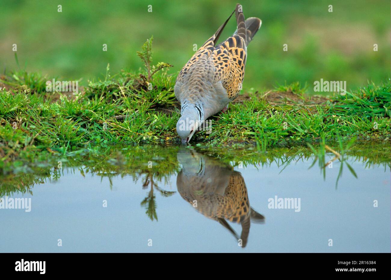 Turtle Dove, turtle doves (Streptopelia turtur), Pigeons, Animals ...