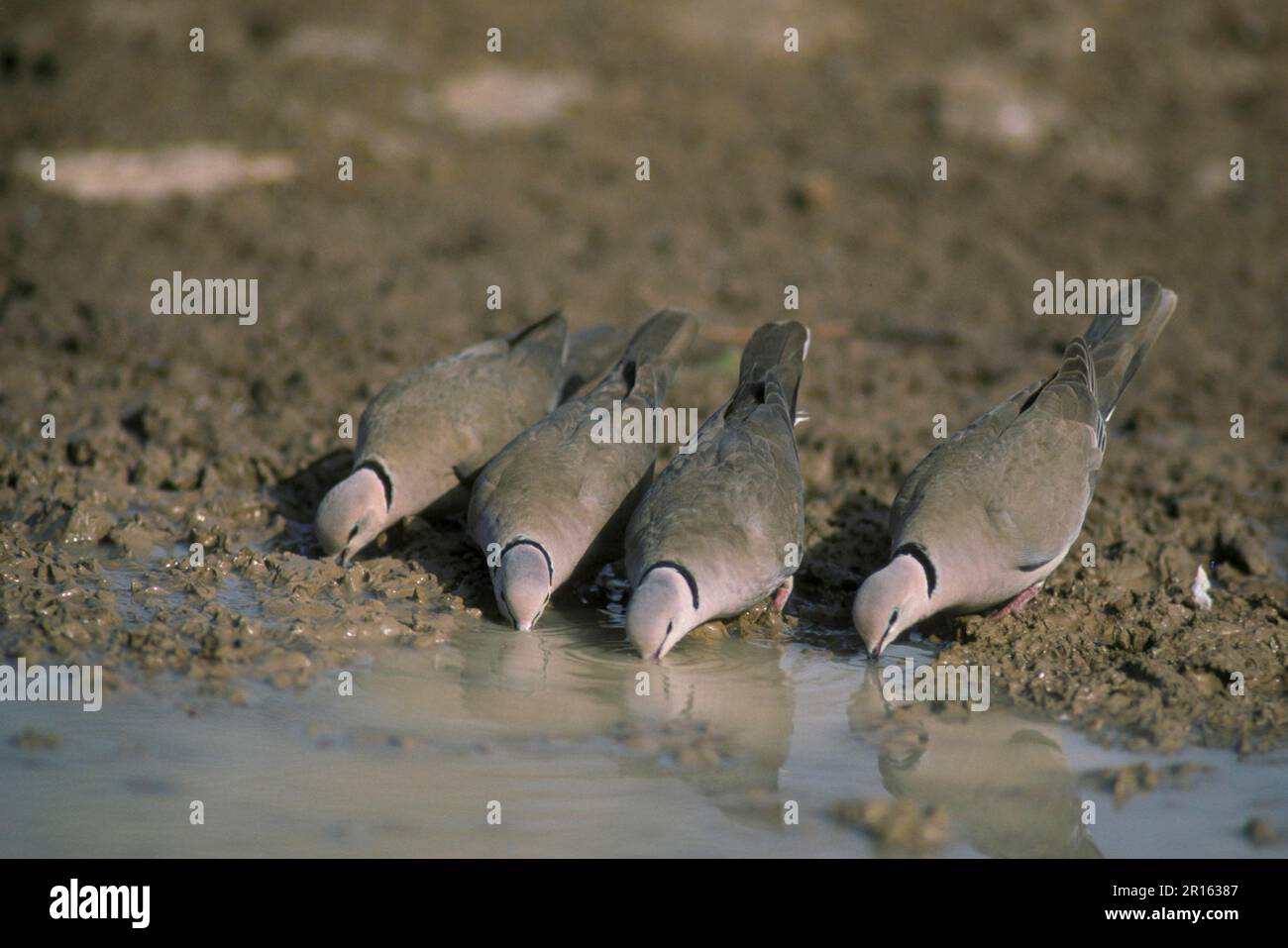 Reddish Dove, vinaceous dove (Streptopelia vinacea), Reddish Doves ...