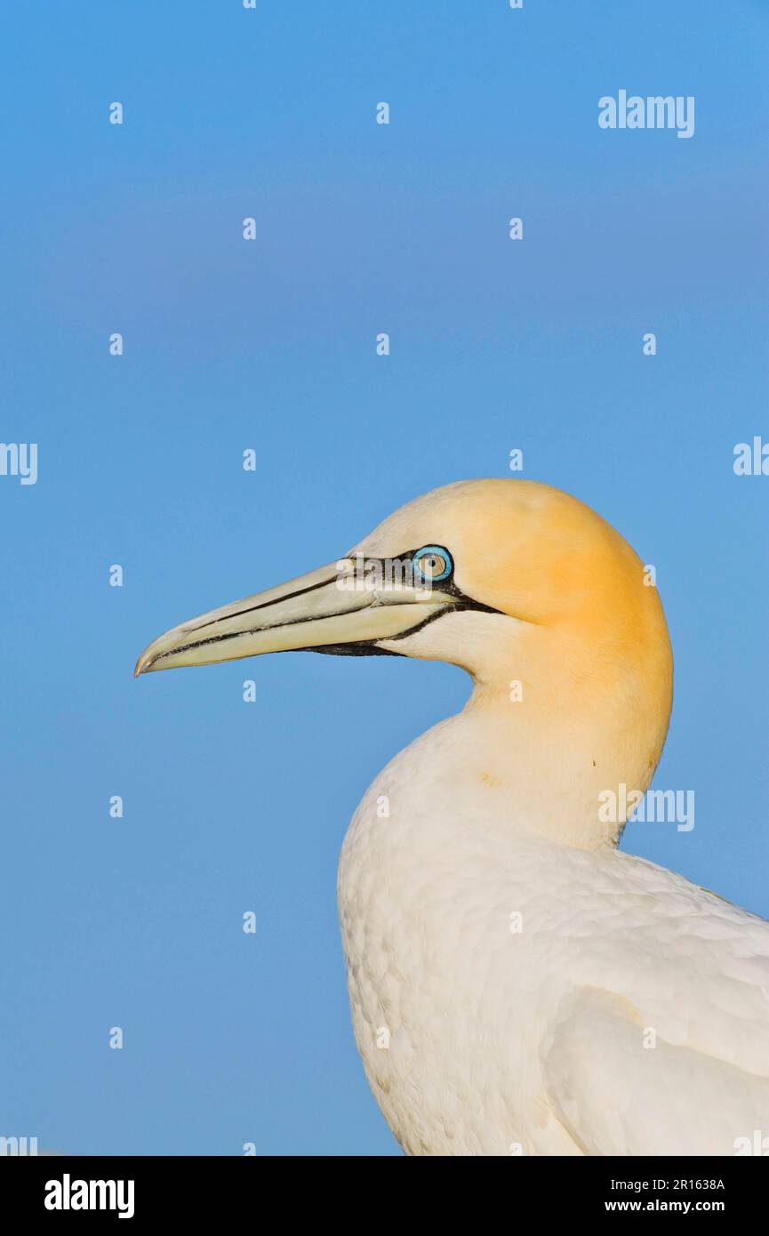 Northern Gannet adult, close-up of head, Saltee Islands, Ireland ...