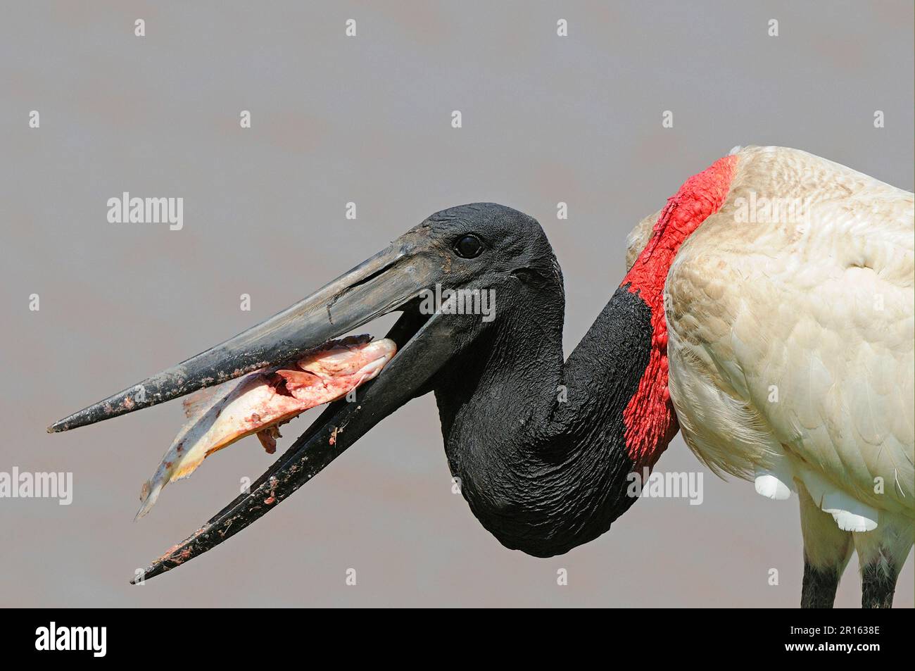 Jabiru Jabiru Mycteria Adult Feeding On Piranha Pantanal Mato