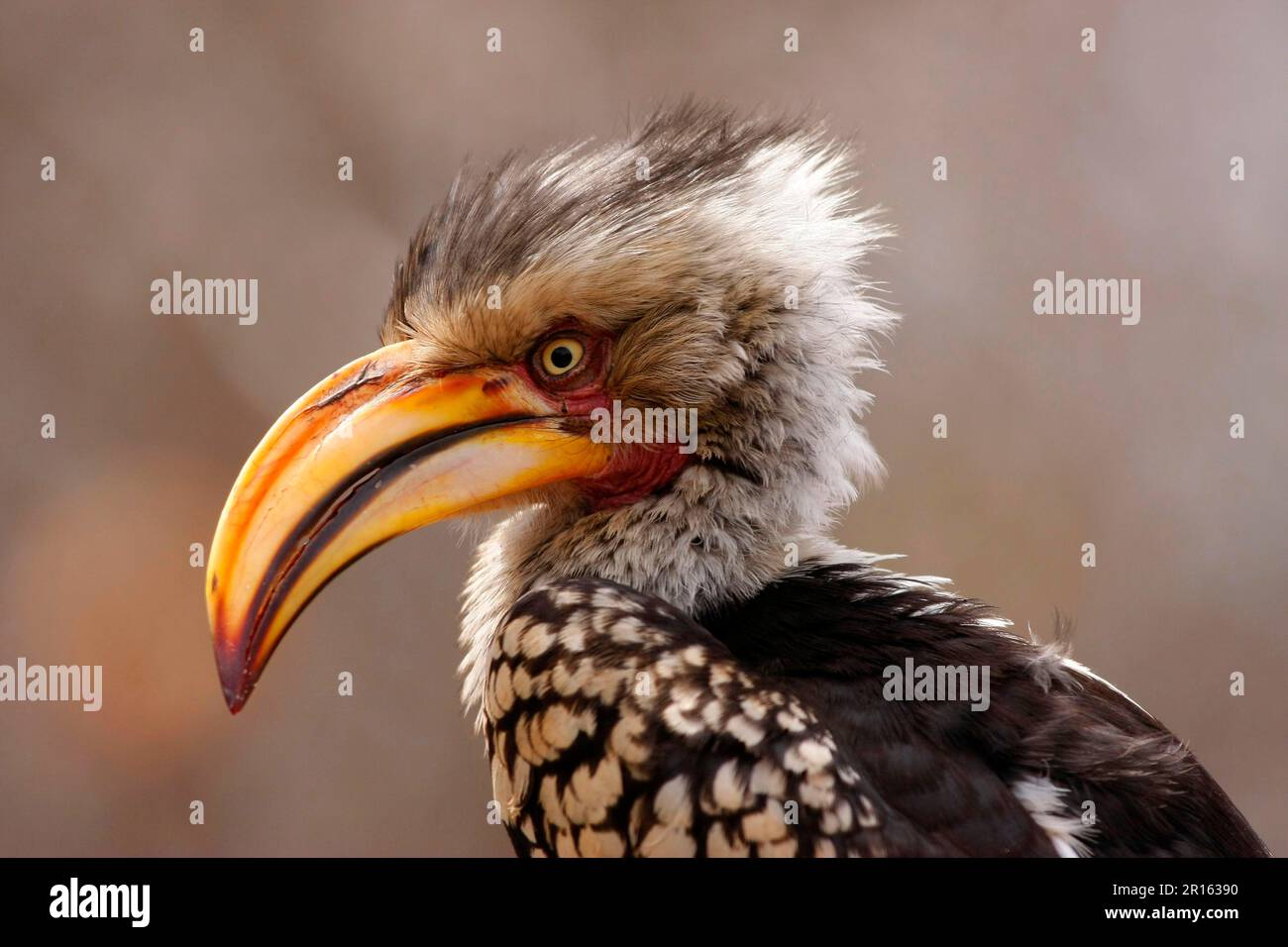 Southern yellow-billed hornbill (Tockus leucomelas), Southern Yellow ...
