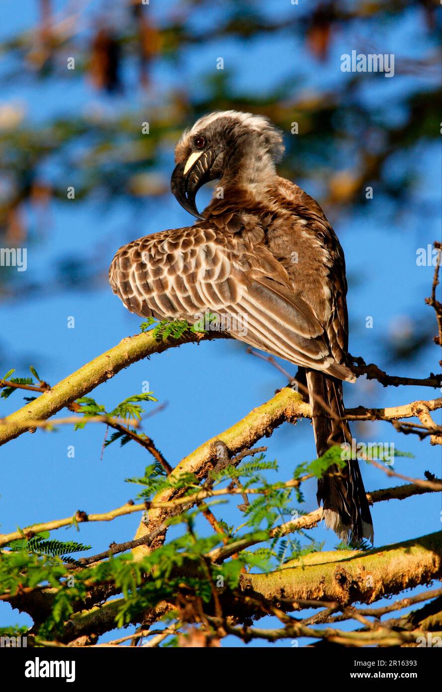 Grey tocos hi-res stock photography and images - Alamy