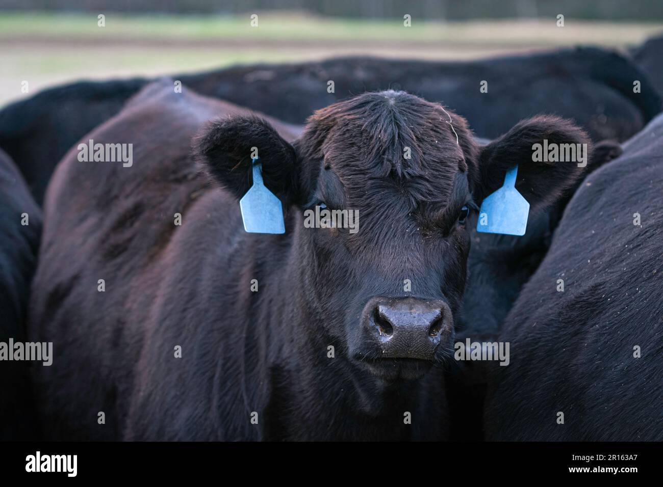 Calf pattern hi-res stock photography and images - Alamy
