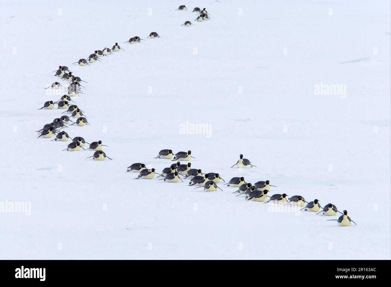 Emperor penguin (Aptenodytes forsteri) adults, group tobogganing over ...