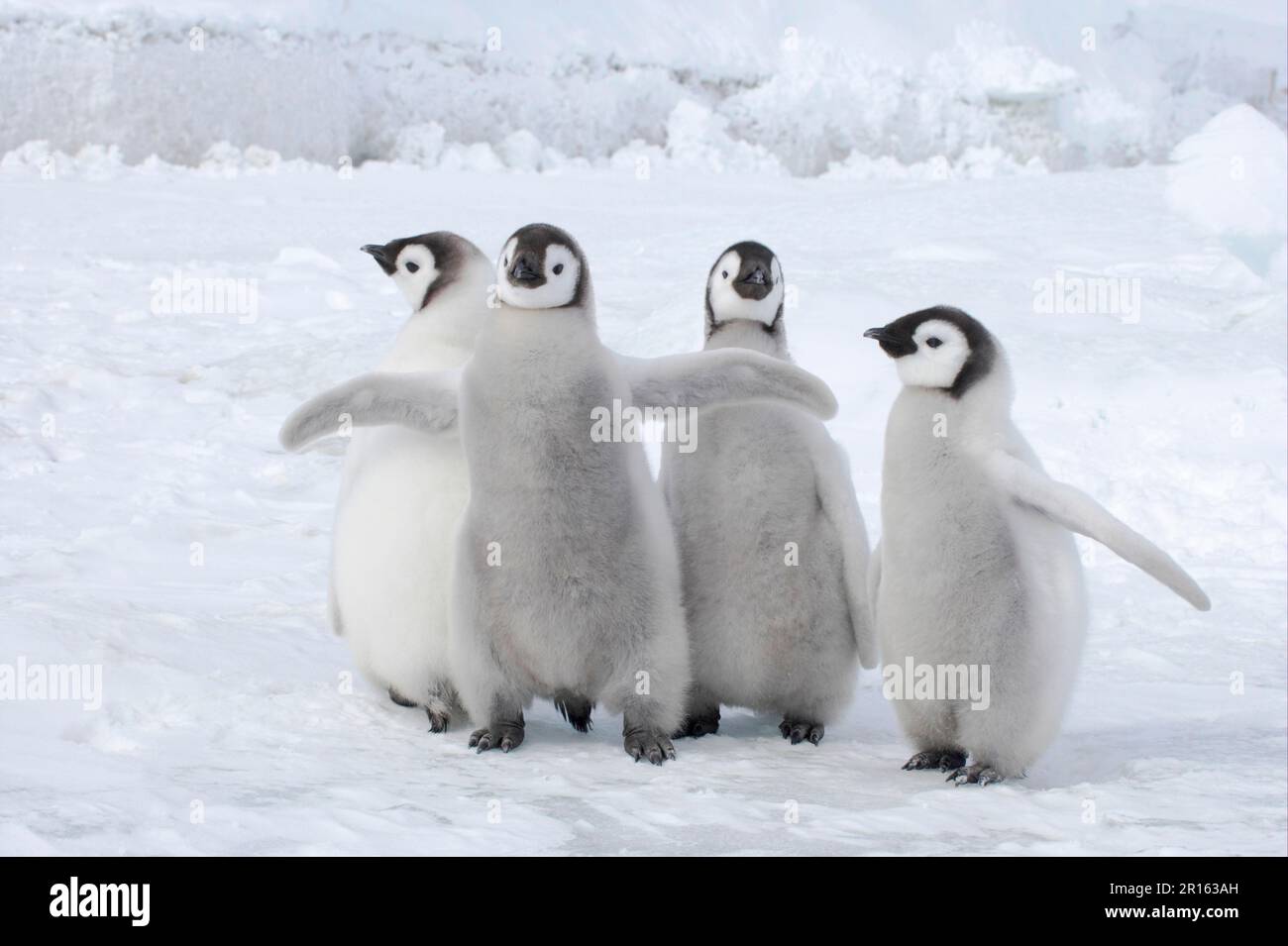 Four pole hi-res stock photography and images - Alamy