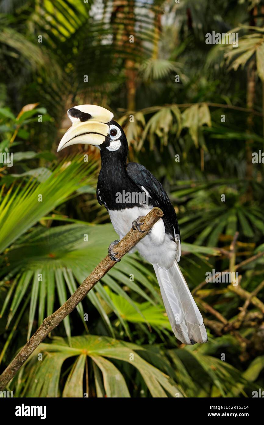 Oriental pied hornbills (Anthracoceros albirostris), Hornbills, Animals ...