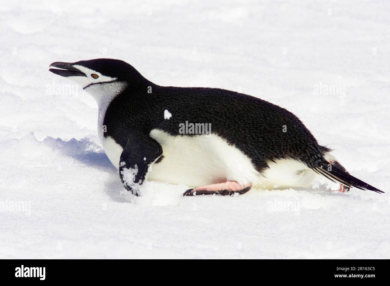 Chinstrap Penguin, South Shetland Islands, Chinstrap Penguins ...
