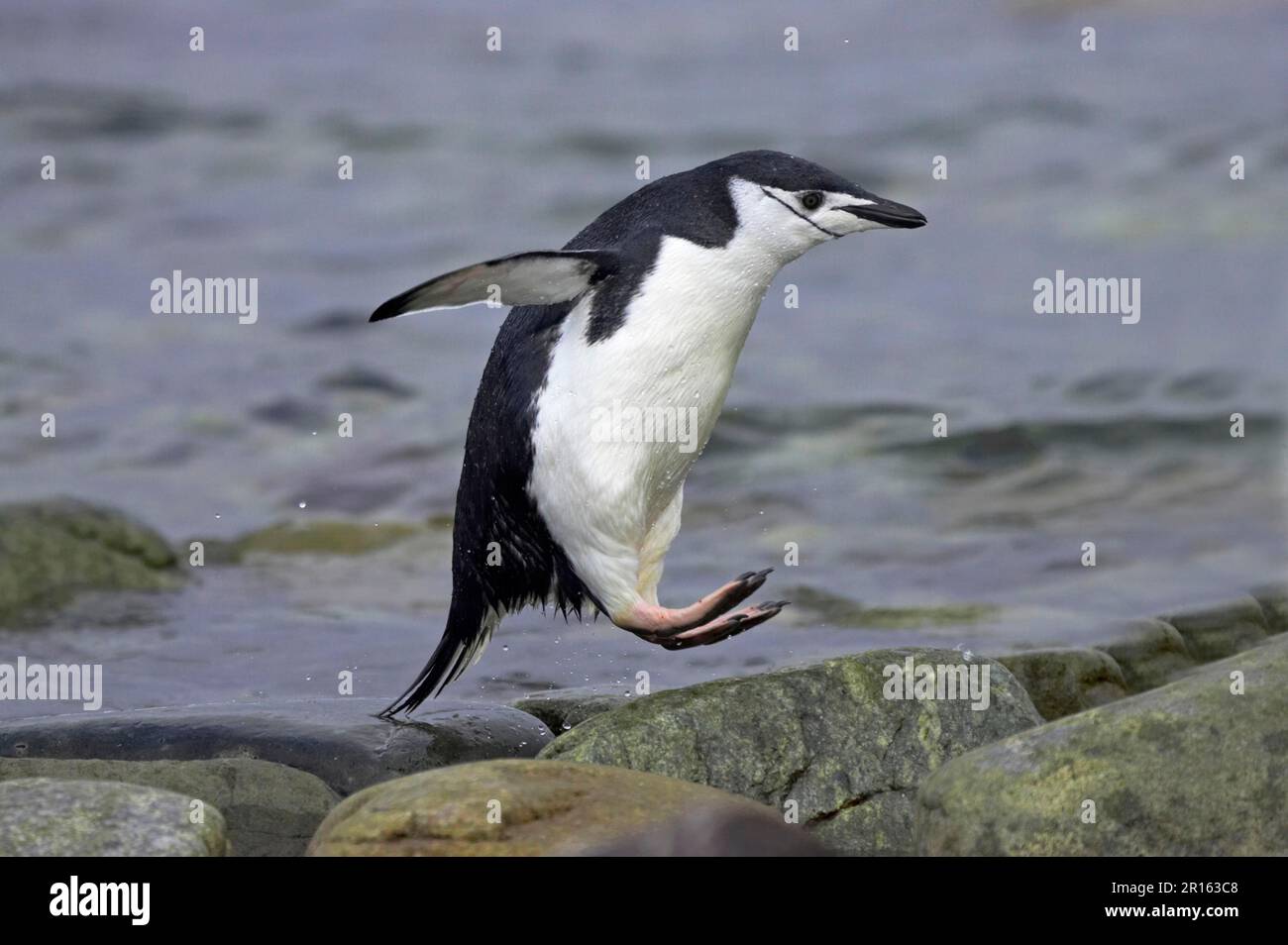 Chinstrap Penguin, Chinstrap Penguins (Pygoscelis antarctica ...