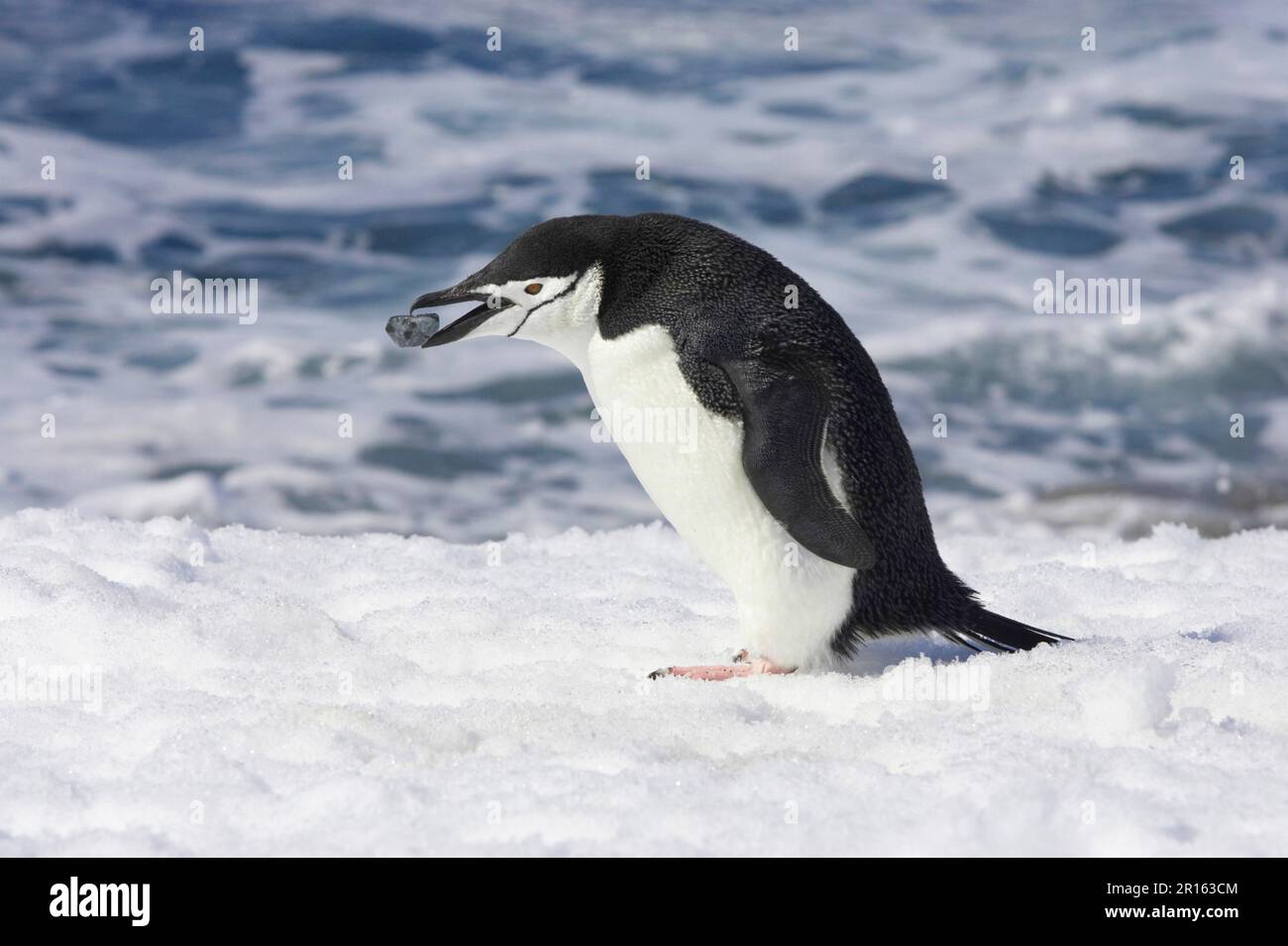 Chinstrap penguin, South Shetland, Chinstrap penguins (Pygoscelis ...
