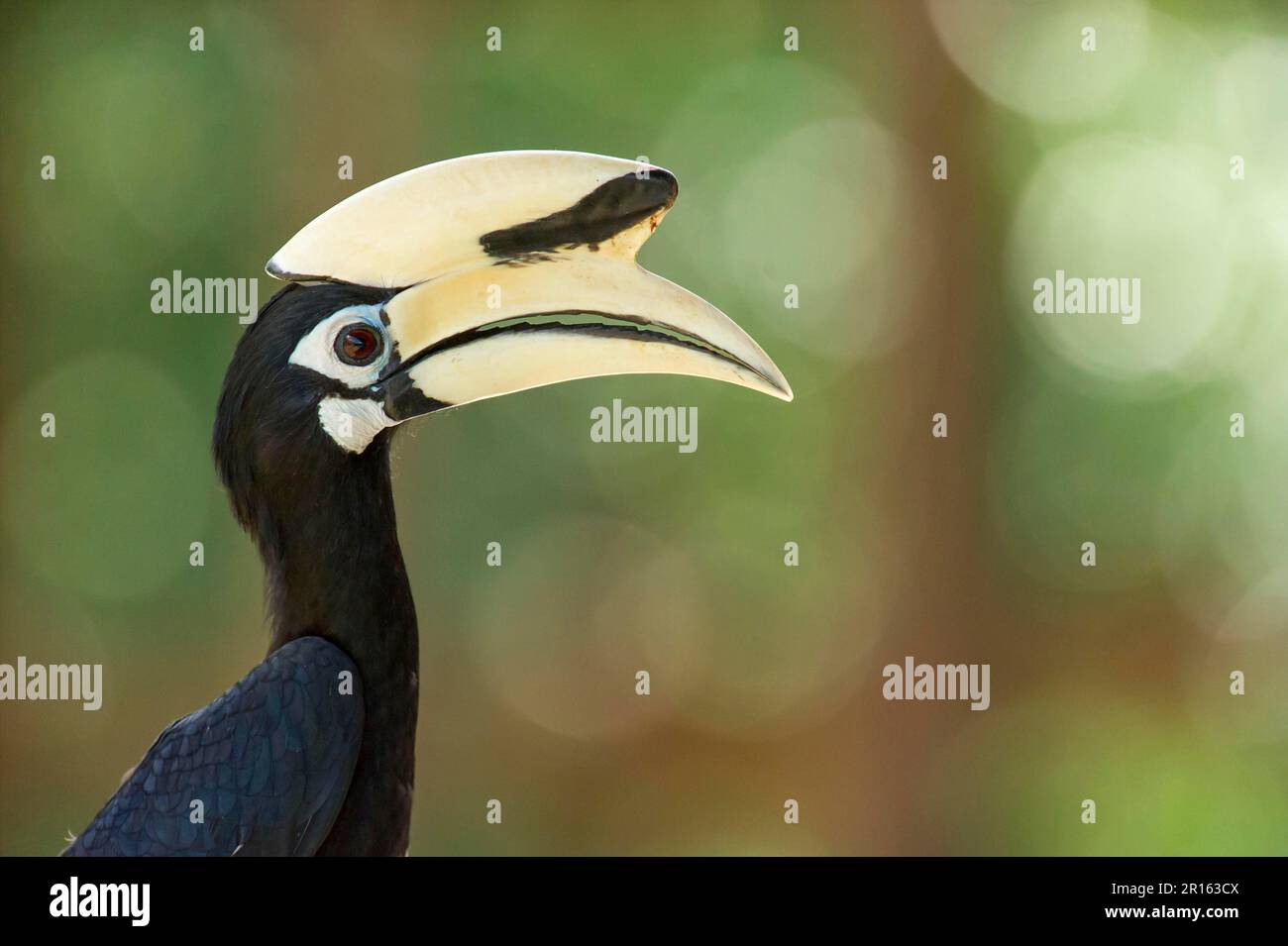Oriental pied hornbills (Anthracoceros albirostris), Hornbills, Animals ...