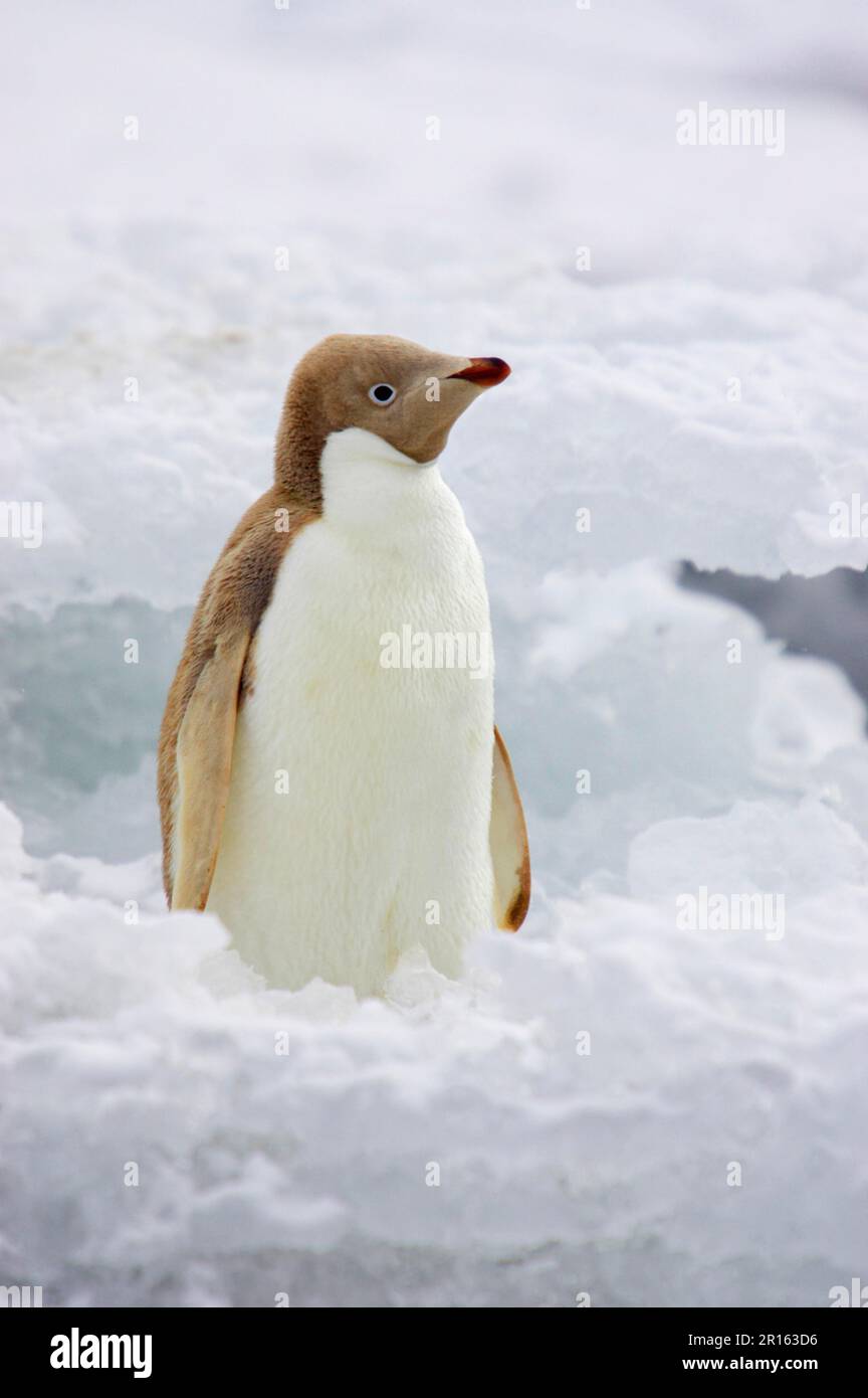 Genetic mutation penguin hi-res stock photography and images - Alamy
