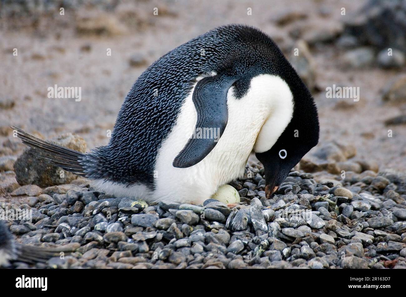 Adelie penguin (Pygpscelis adeliae) adult, at nest with egg, Antarctica ...