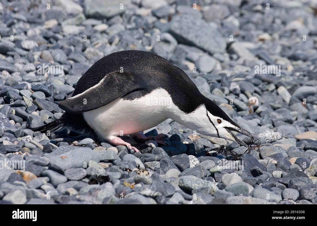 Chinstrap Penguin, Chinstrap Penguins (Pygoscelis antarctica ...