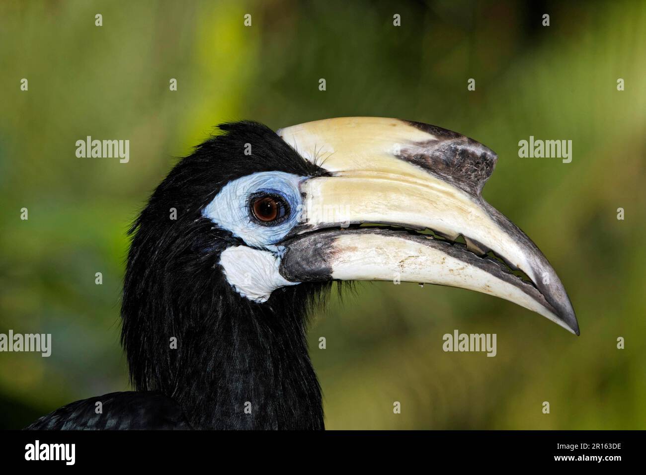 Mature adult female profile hi-res stock photography and images - Alamy