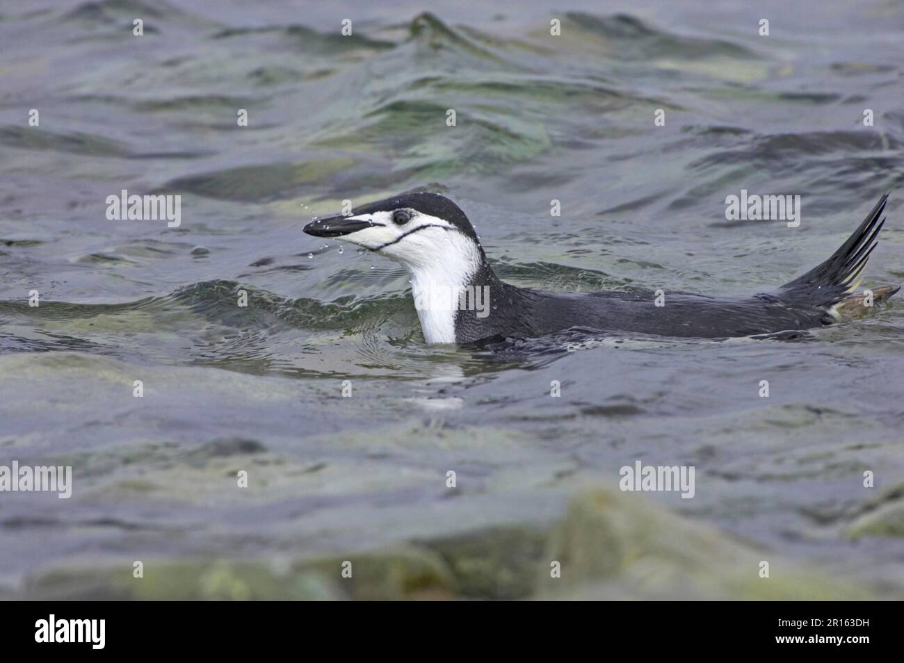 Chinstrap Penguin, Antarctic Peninsula, Chinstrap Penguins (Pygoscelis ...