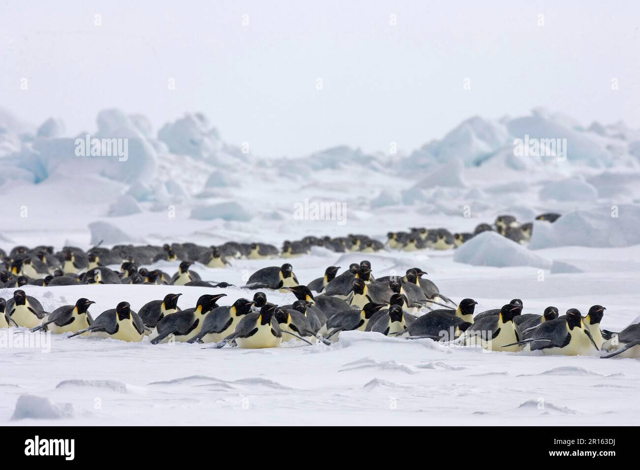Emperor penguin (Aptenodytes forsteri) adults, group tobogganing on ...