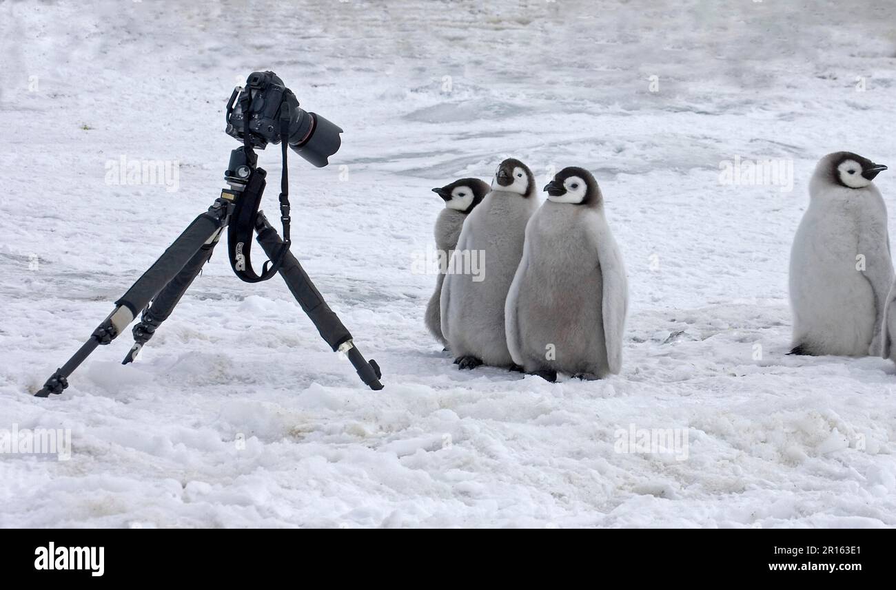 Emperor penguin chick not dead hi-res stock photography and images - Alamy