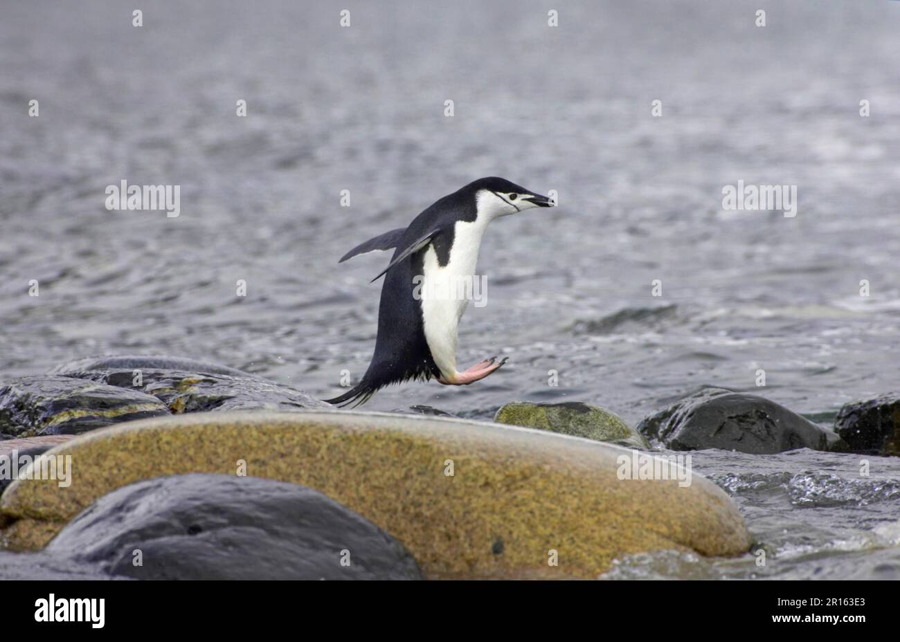 Chinstrap Penguin, Antarctic Peninsula, Chinstrap Penguins (Pygoscelis ...