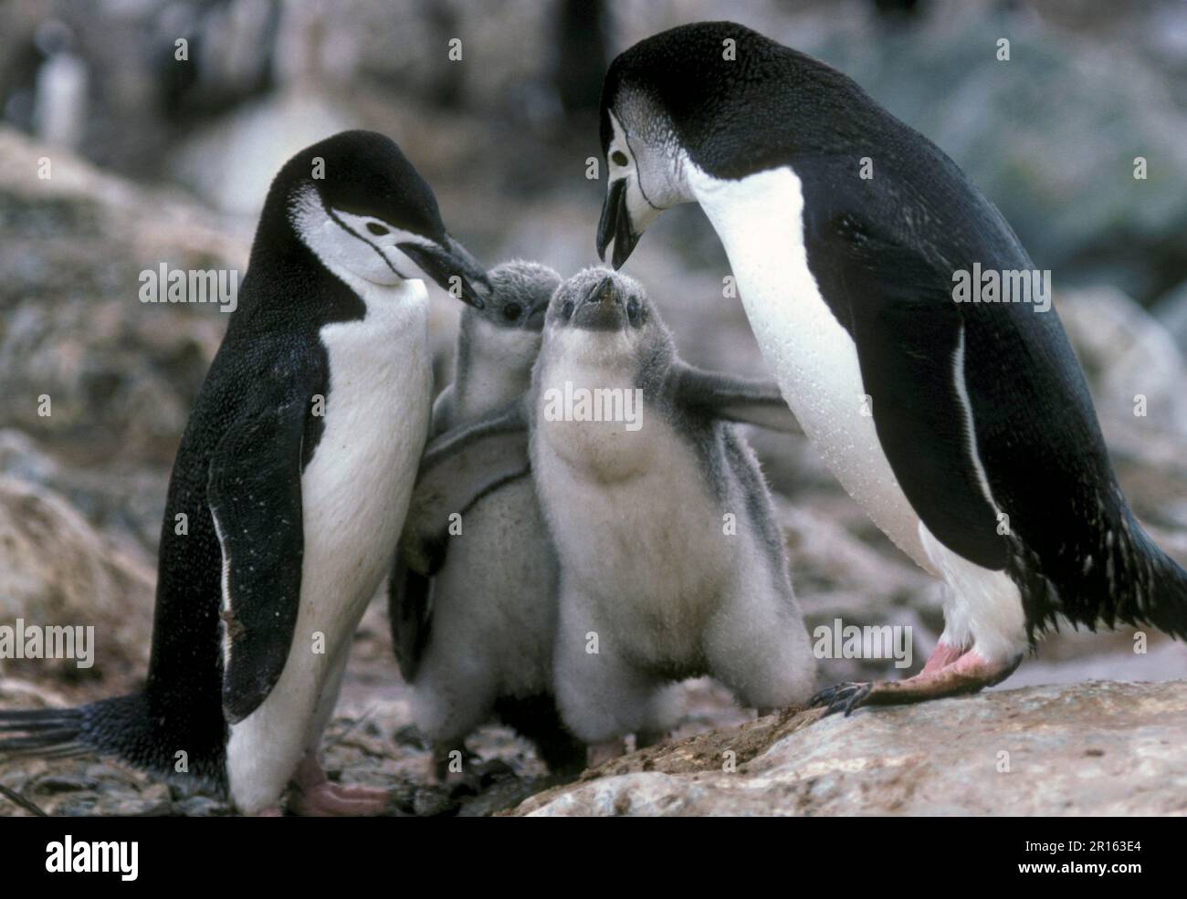 Chinstrap Penguin, Chinstrap penguins (Pygoscelis antarctica ...