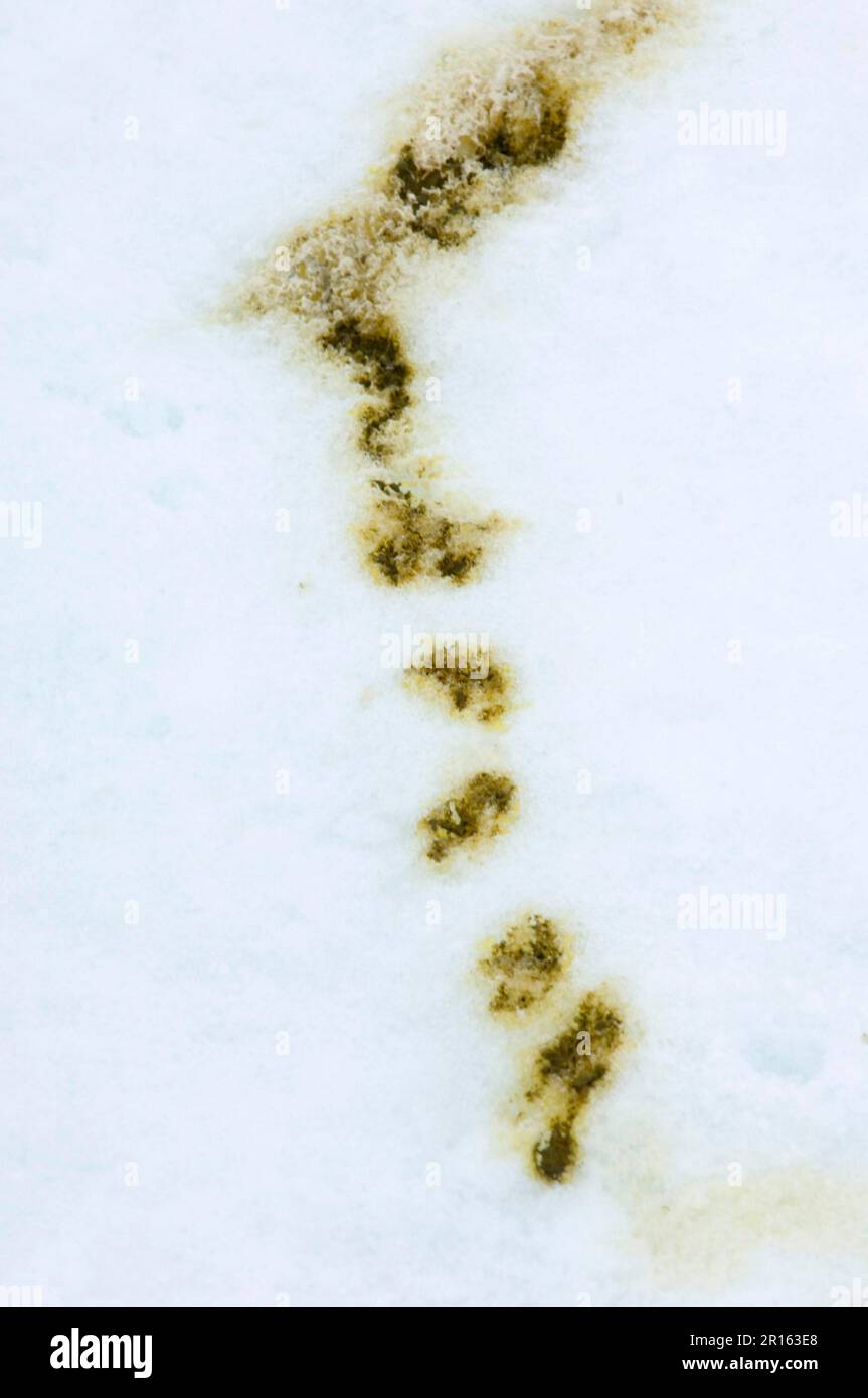 Emperor penguin (Aptenodytes forsteri) defecates on sea ice, Snow Hill ...