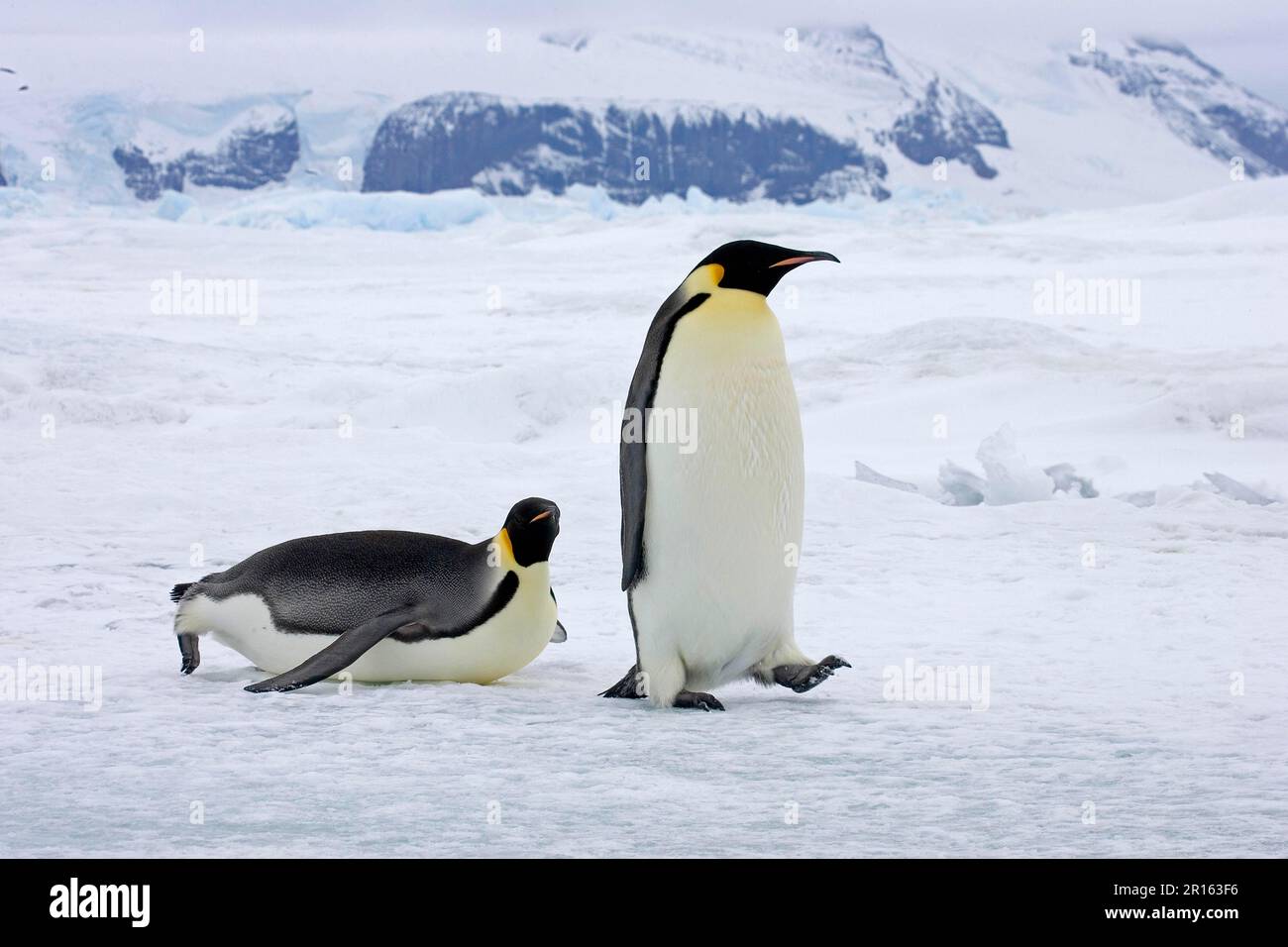 Emperor penguin (Aptenodytes forsteri) adults, walking and sledging on ...