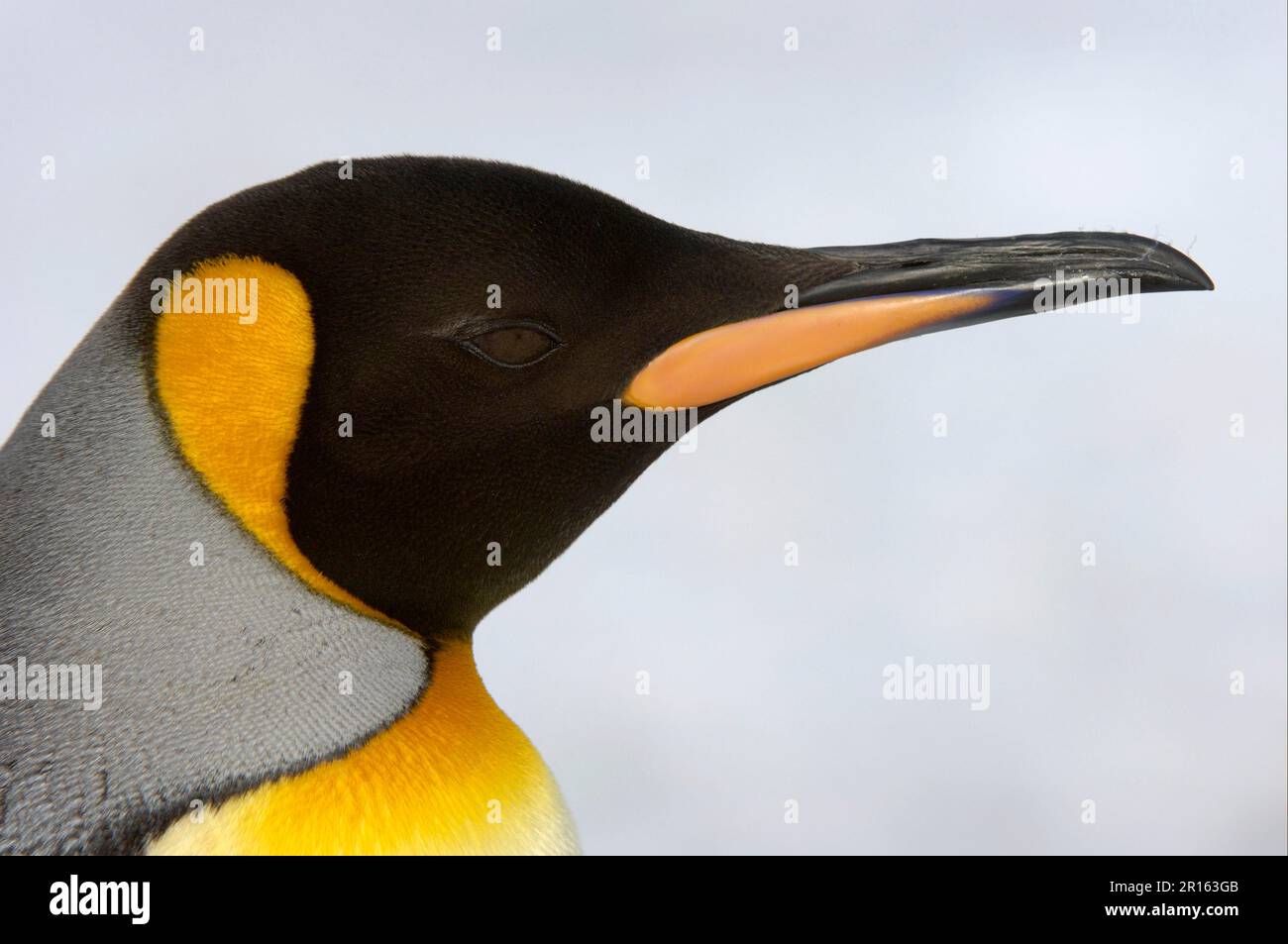 Aptenodytes patagonica, King Penguin, king penguins (Aptenodytes ...
