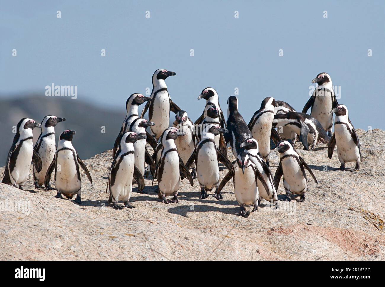 Jackass Penguin (Spheniscus demersus) adults, group standing on rock ...