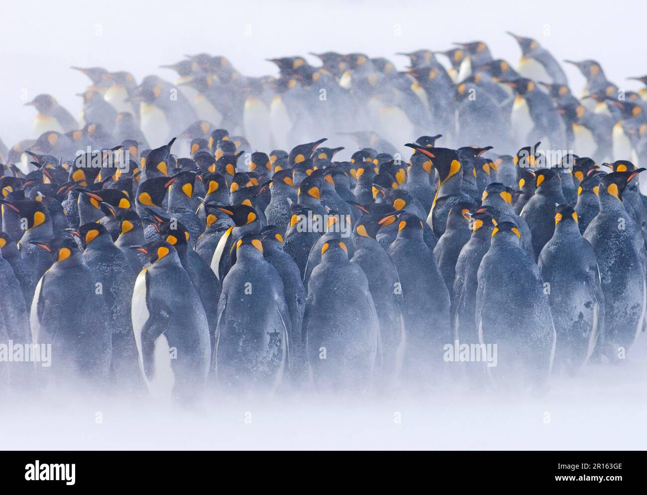 King penguin (Aptenodytes patagonicus) huddled together during a ...