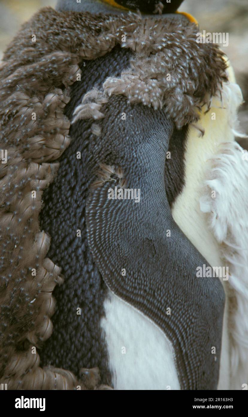 Close up penguin feathers hi-res stock photography and images - Alamy