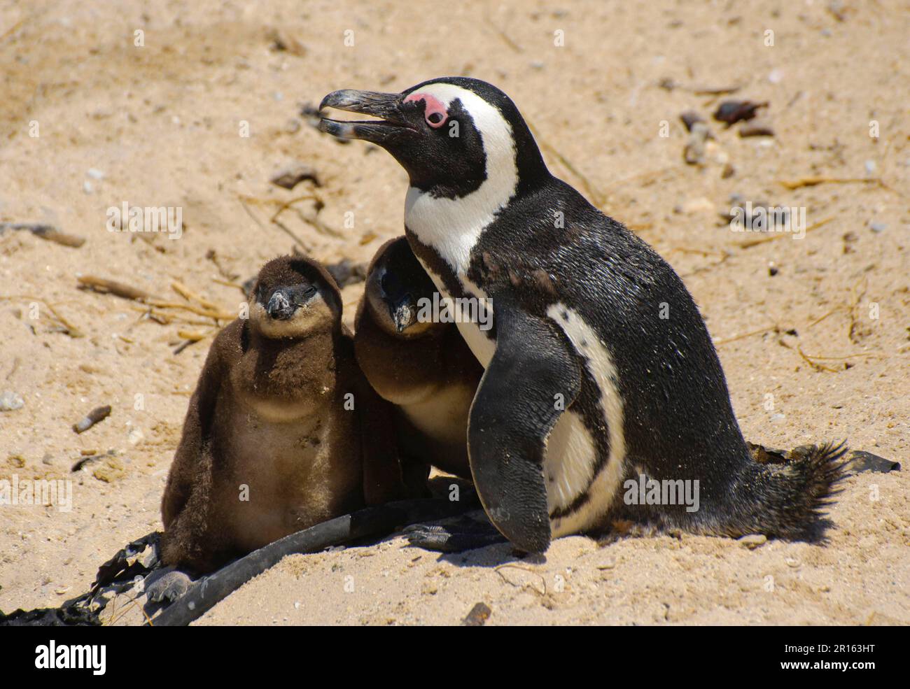 African penguin (Spheniscus demersus) adult with chicks, sitting on ...