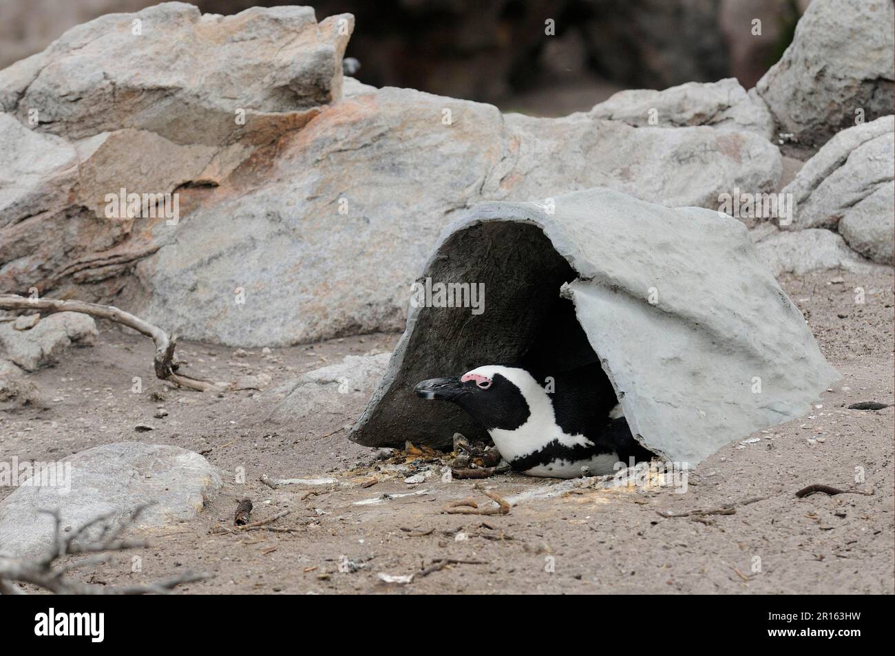 Adult african penguin (Spheniscus demersus), sitting in artificial nest ...