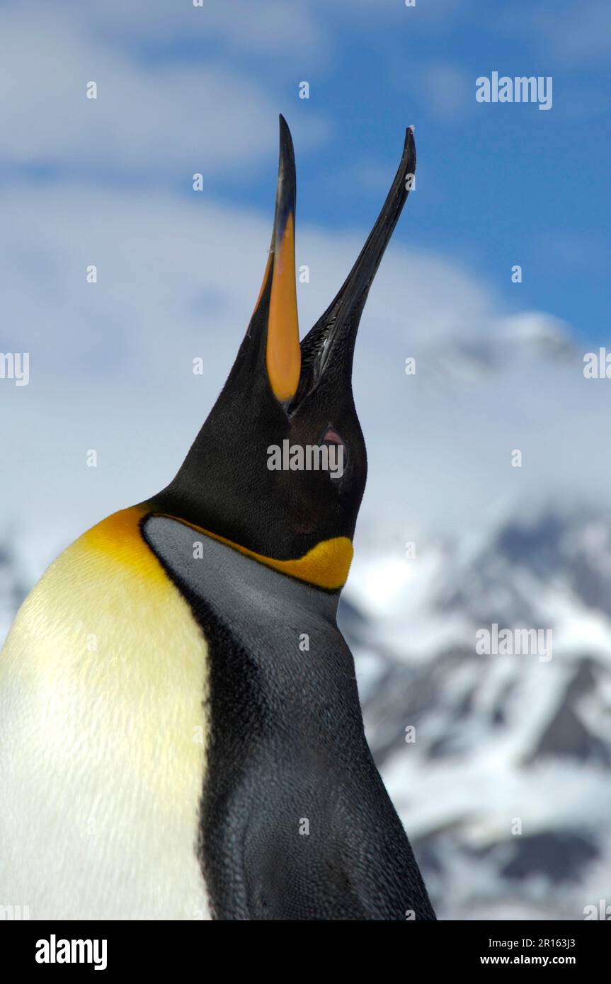 Aptenodytes patagonica, King Penguin, king penguins (Aptenodytes ...