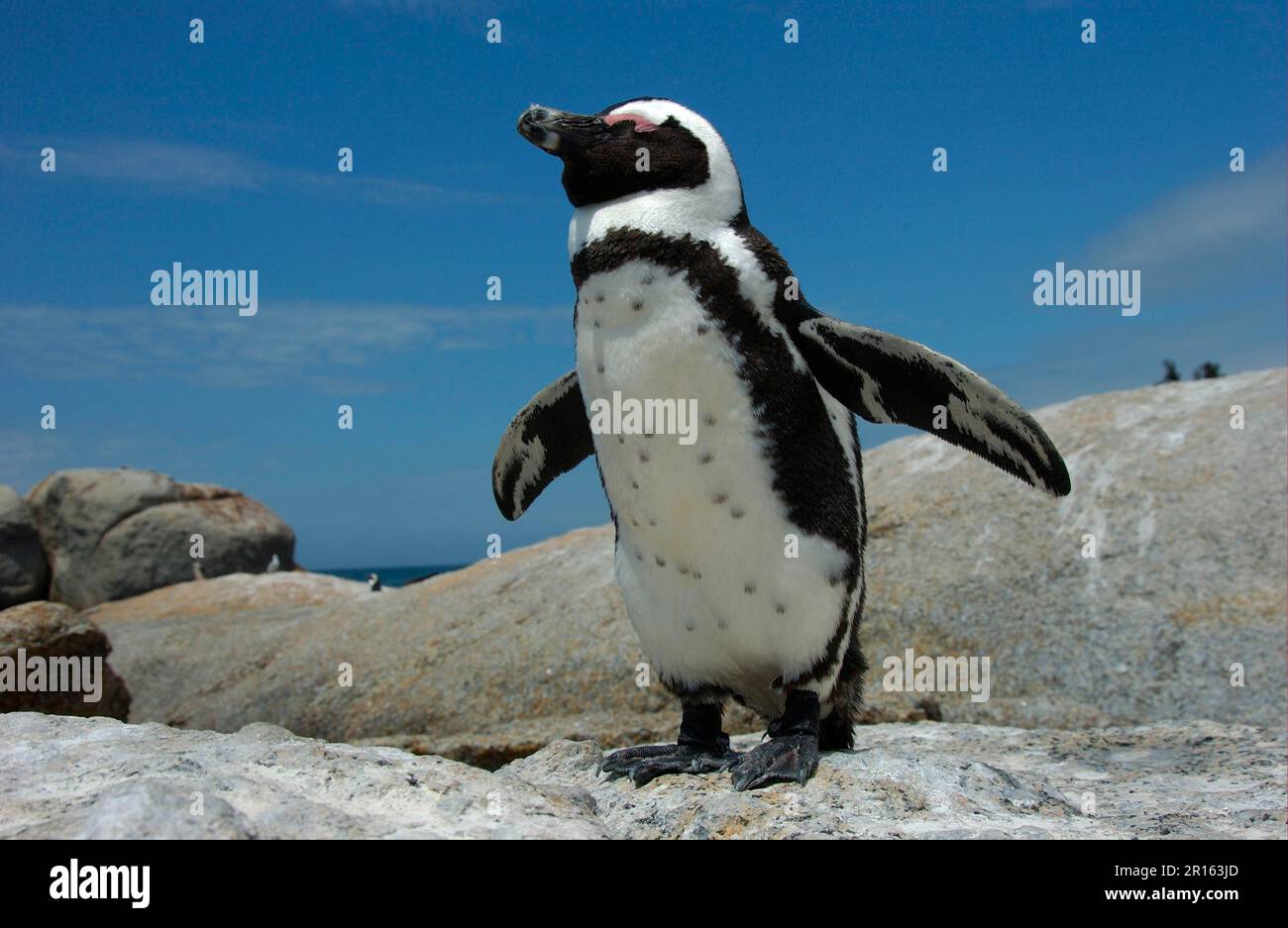 African penguin (Spheniscus demersus) On rocks, with blue sky behind ...