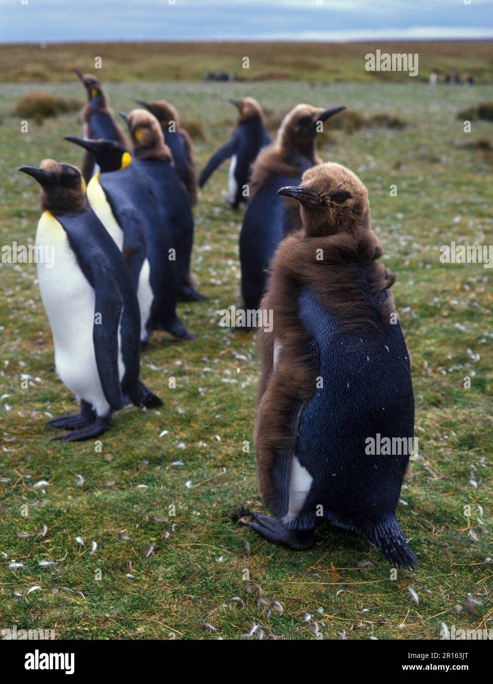 Aptenodytes patagonica, King penguin, king penguins (Aptenodytes ...
