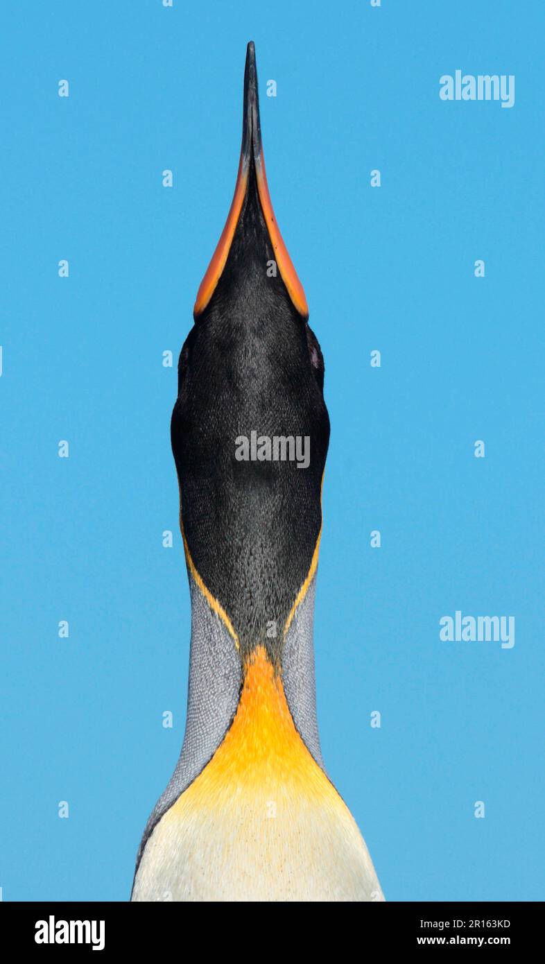 King Penguin (Aptenodytes patagonicus) adult male, close-up of head and ...