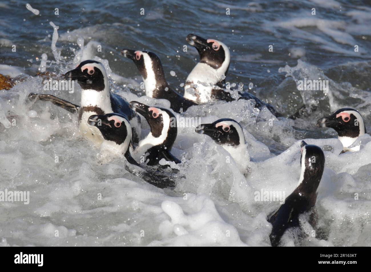 Jackass Penguin (Spheniscus demersus) adults, group swimming in surf ...