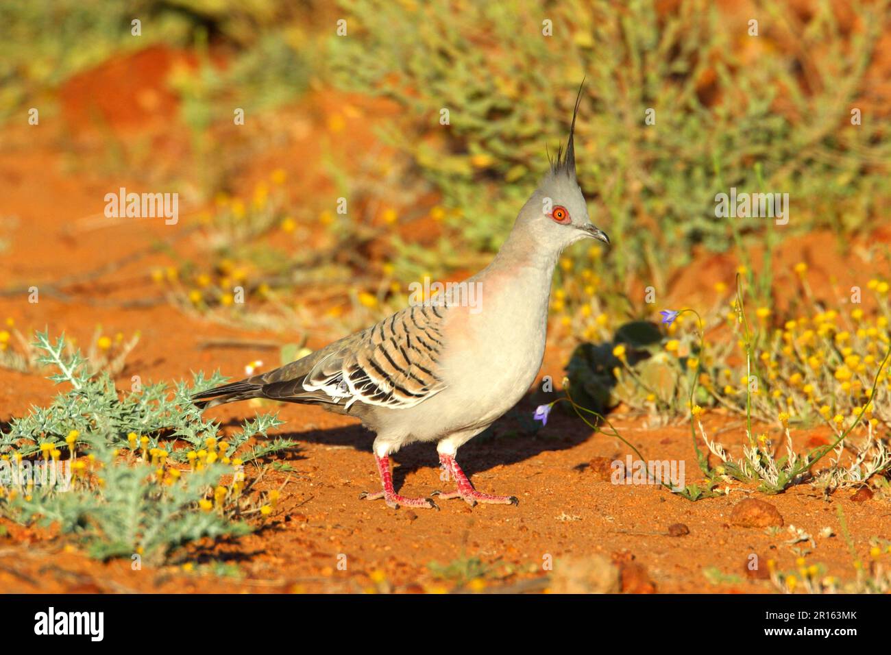 Crested Pigeon (Geophaps lophotes) adult on ground, Queensland ...