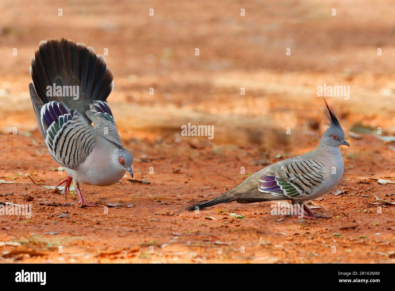 Crested Pigeon (Geophaps lophotes) two adult males, one showing off to ...