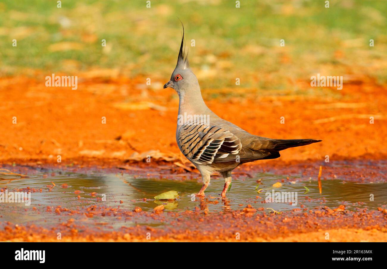 Crested Pigeon (Geophaps lophotes) adult, standing in puddle, Northern ...