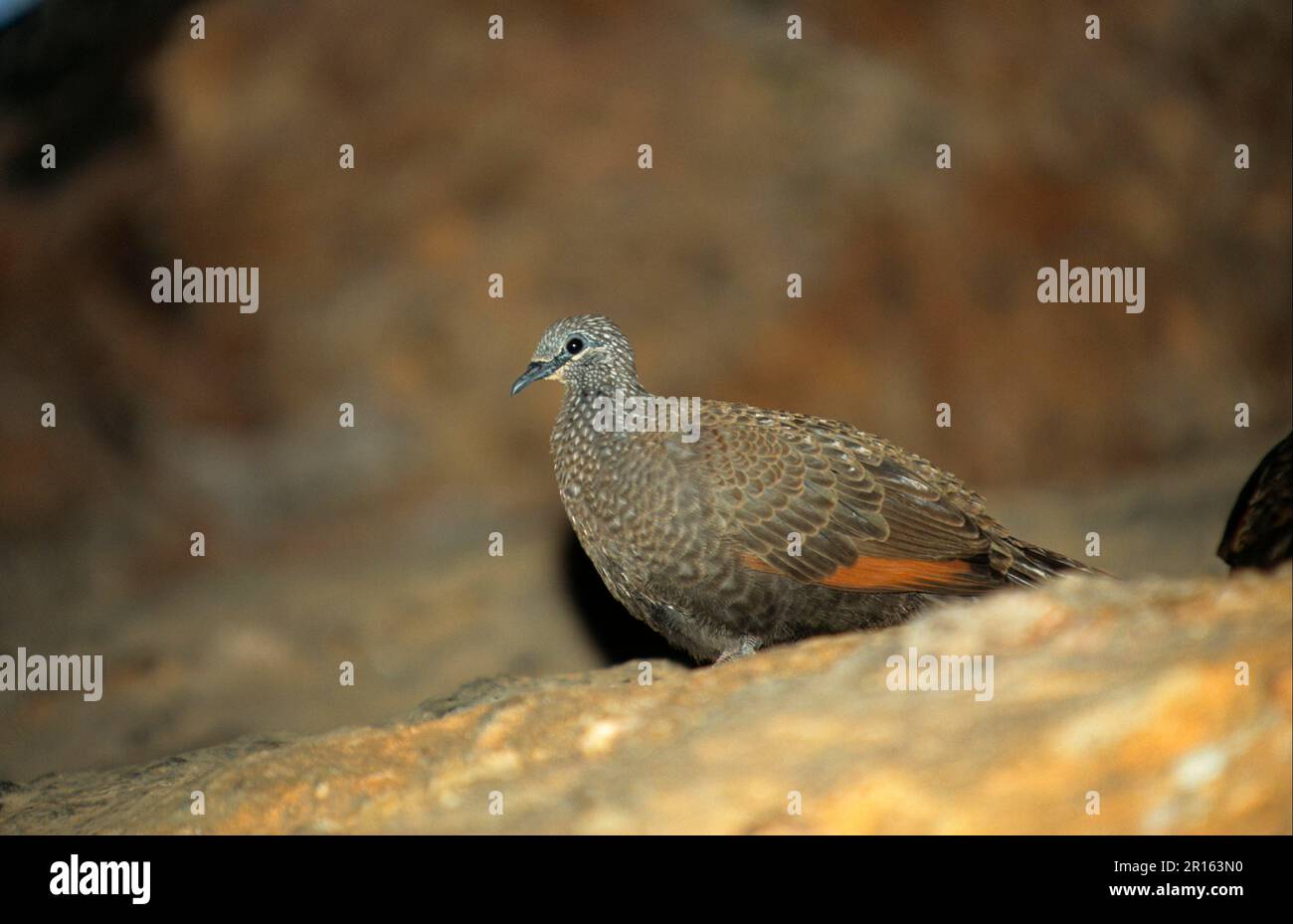 Red-quilled Rock Pigeon, Red-winged Rock Pigeon, Red-winged Rock ...